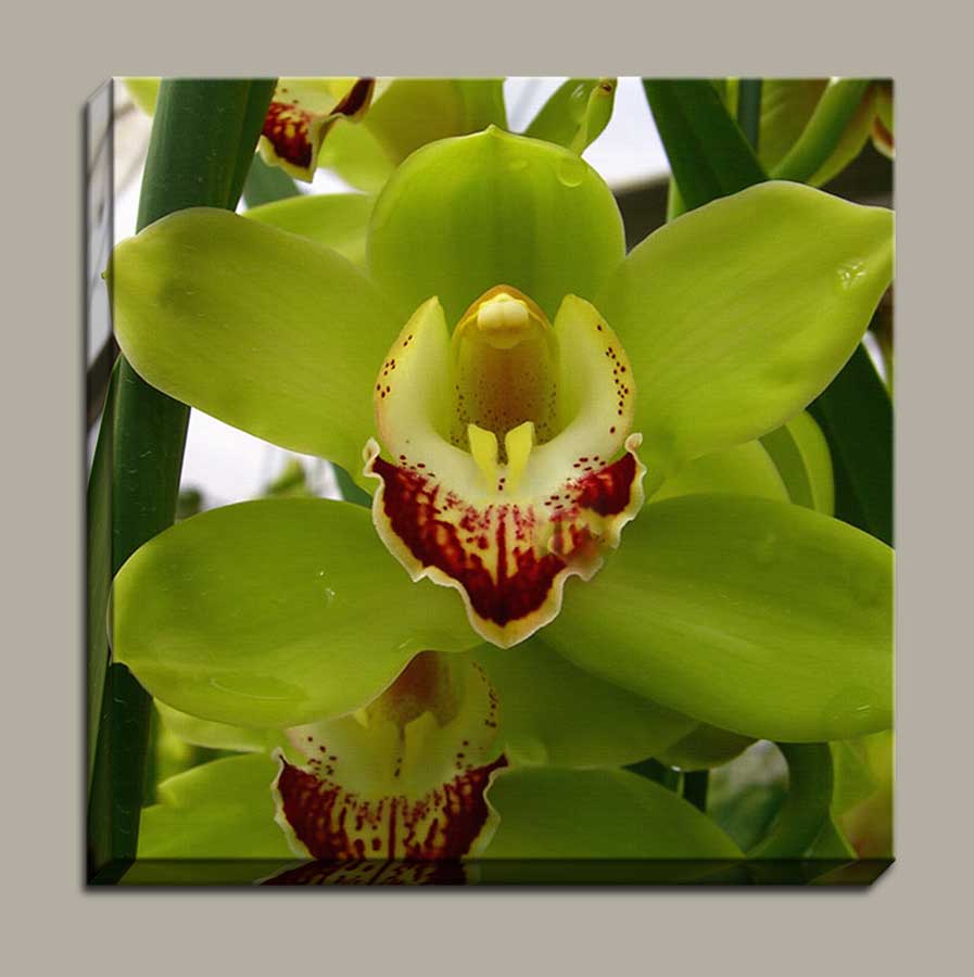 IRIS – Rainbow – Iris Comfortinn