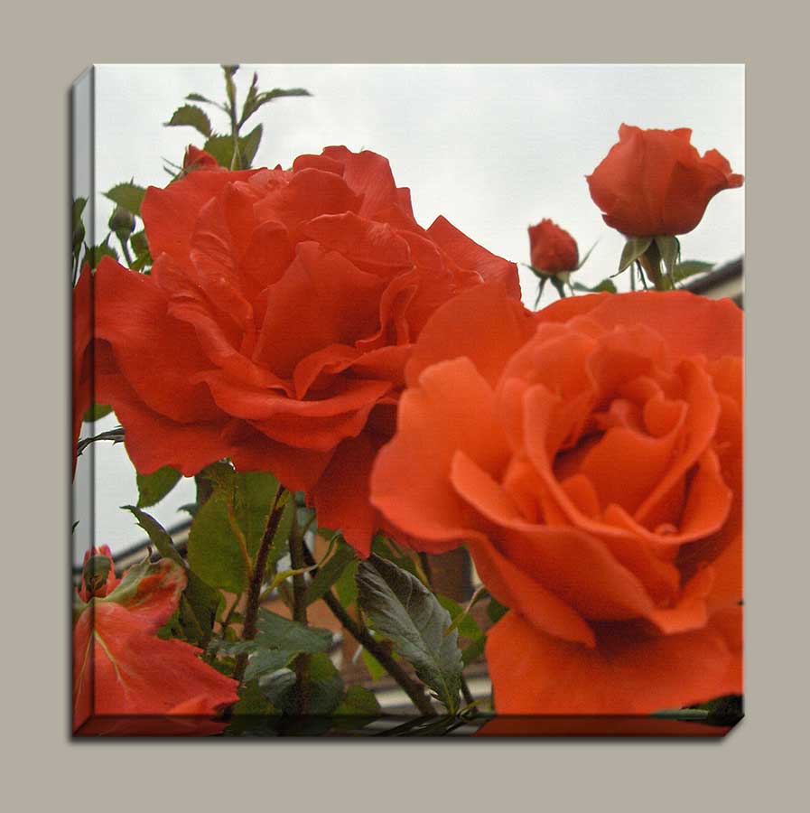 IRIS – Rainbow – Iris Comfortinn