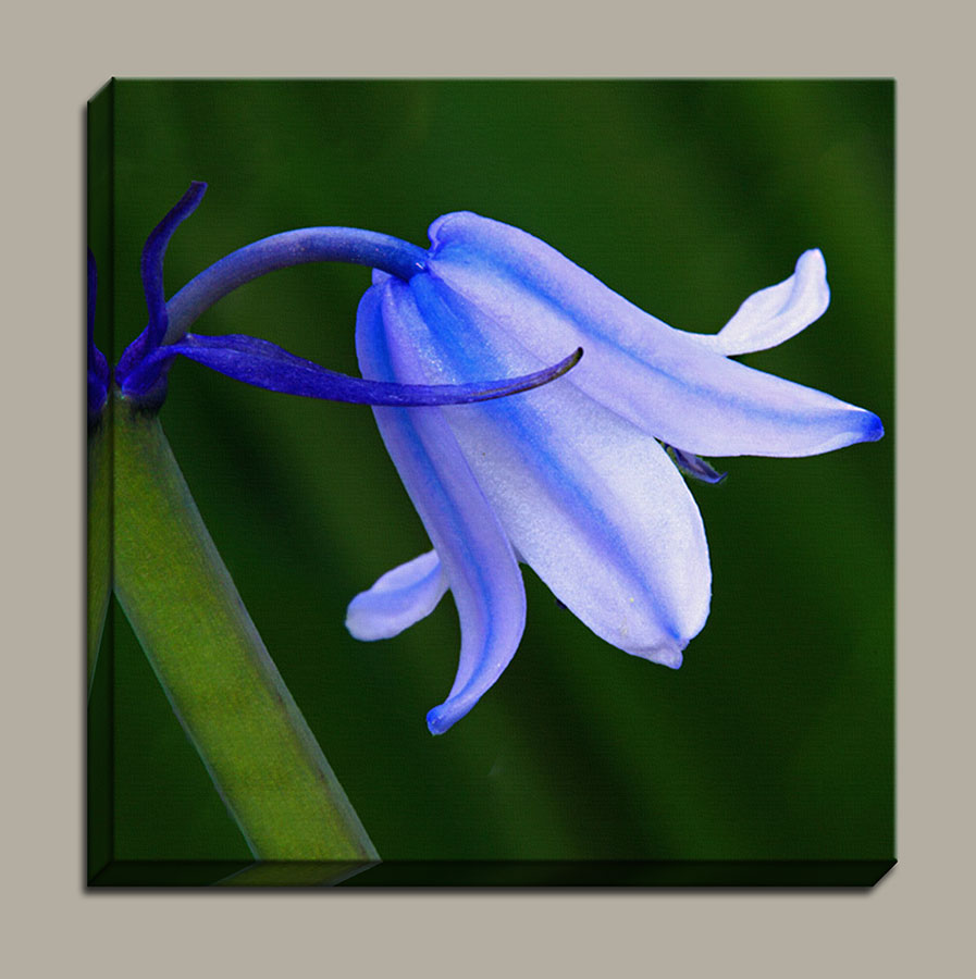 IRIS – Rainbow – Iris Comfortinn