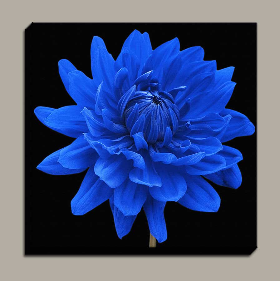 IRIS – Rainbow – Iris Comfortinn