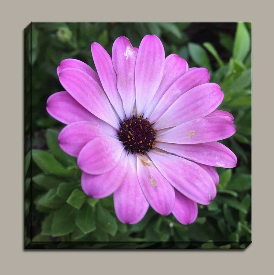 IRIS – Rainbow – Iris Comfortinn