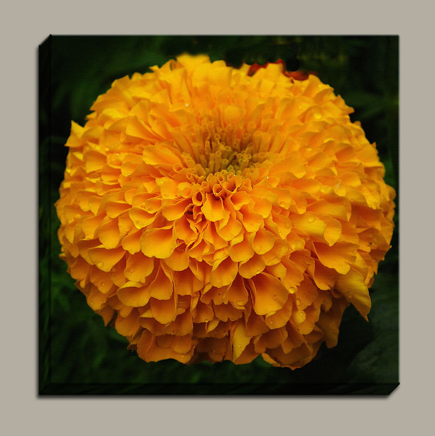 IRIS – Rainbow – Iris Comfortinn